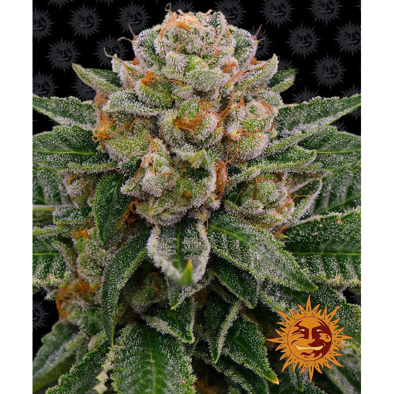 Skywalker OG - Autofloraison - Barney's Farm | ROOTS-SEEDS.FR