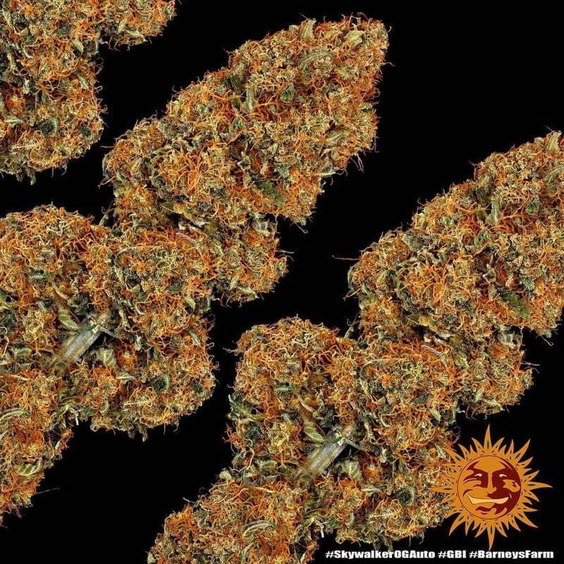 Skywalker OG - Autofloraison - Barney's Farm | ROOTS-SEEDS.FR