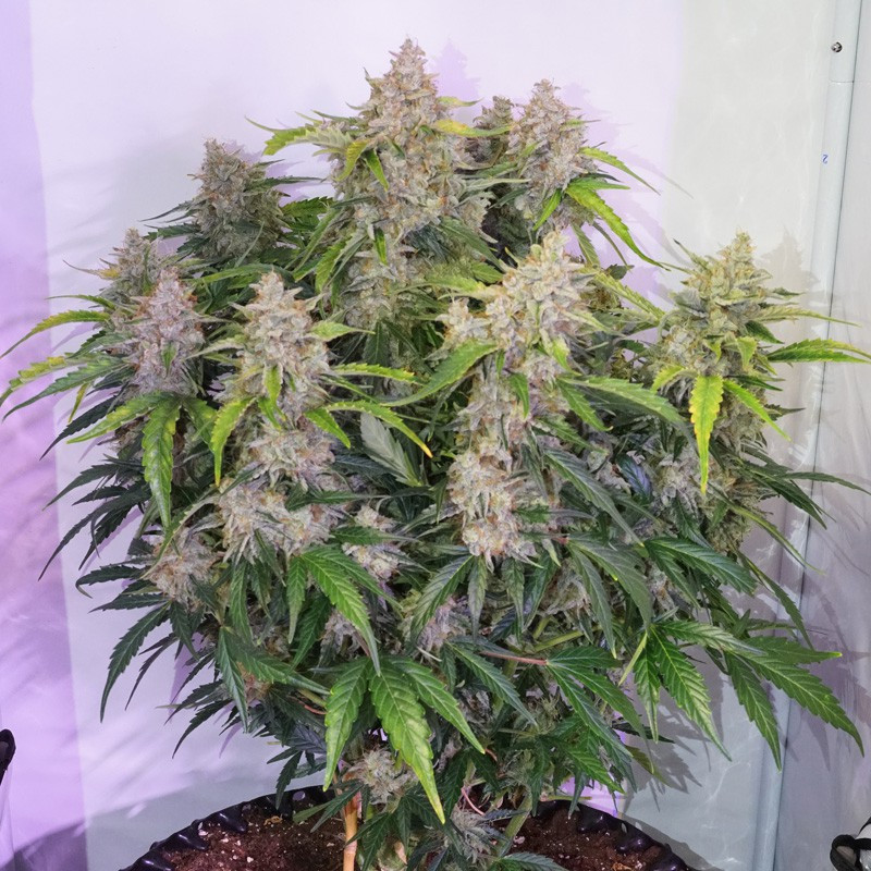 Skywalker Haze - Autofloraison - Dutch Passion | ROOTS-SEEDS.FR