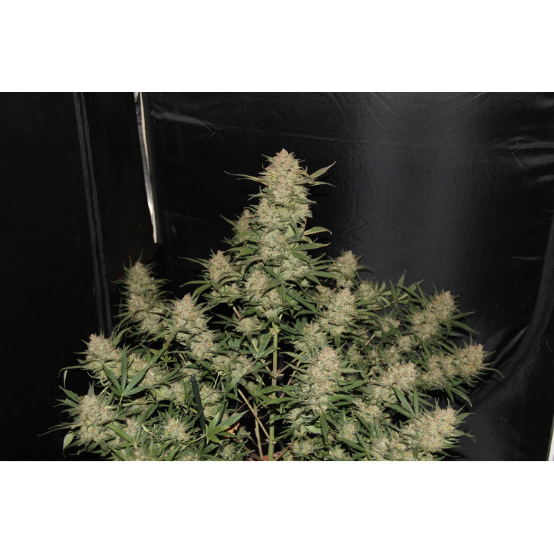 OG Kush Auto - FastBuds - Graines de Collection Roots.fr