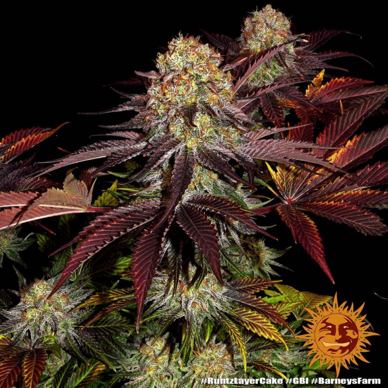 Runtz x Layer Cake - Barney's Farm - Graines de cannabis de Collection Runtz x Layer Cake - Barney's Farm - Graines de cannabis de Collection