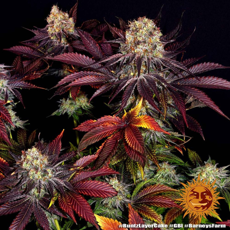 Runtz x Layer Cake - Barney's Farm - Graines de cannabis de Collection Runtz x Layer Cake - Barney's Farm - Graines de cannabis de Collection
