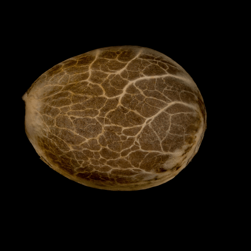 Graines de Collection - Amnesia Lemon - Féminisée - Silent Seed - ROOTS.FR