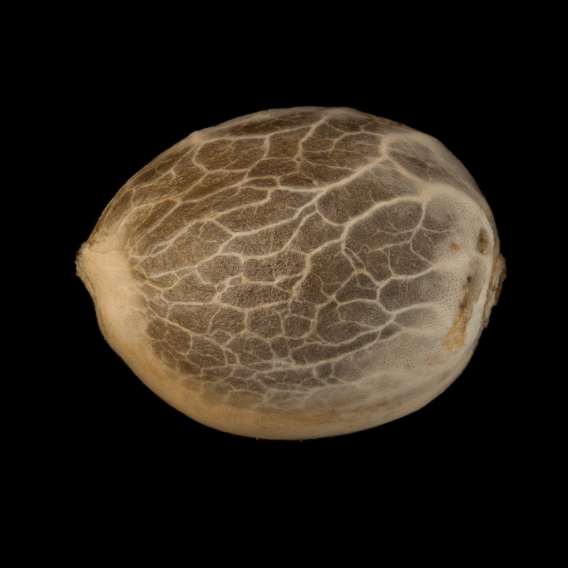 Graines de Collection - Original Amnesia - Fem - Silent Seed - ROOTS