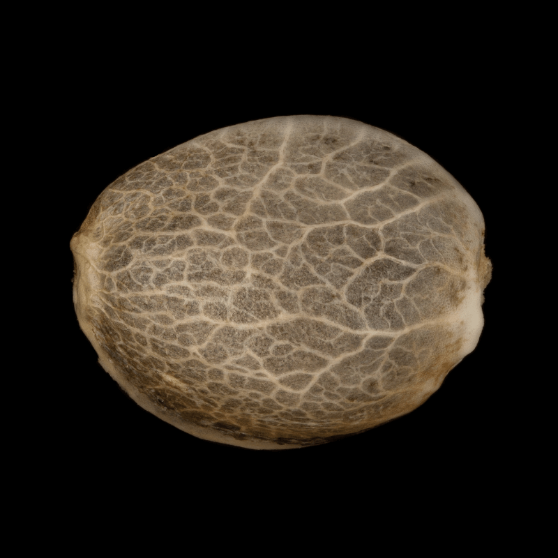 Critical Jack - Automatique - Silent Seeds - ROOTS