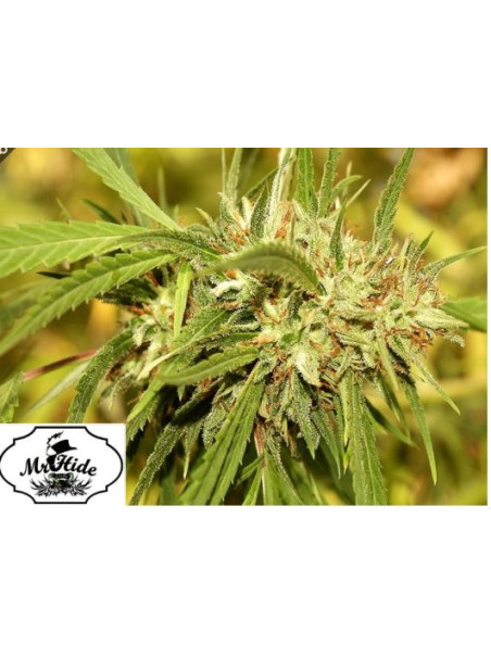 Mr Sugar Lemon Haze - Mr Hide Seeds | ROOTS-SEEDS.FR