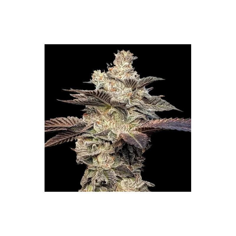 Mr Gelato Ice - Mr Hide Seeds | ROOTS-SEEDS.FR