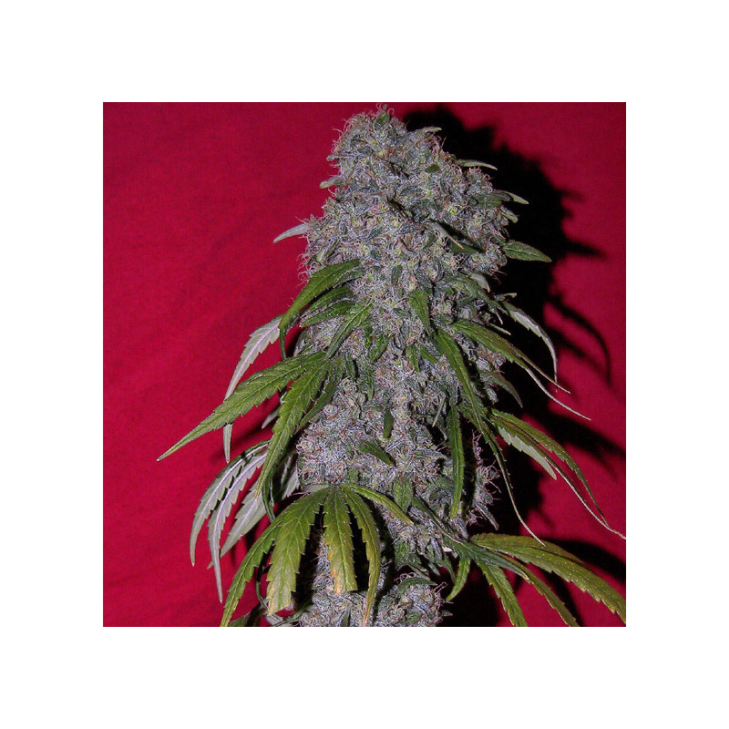 Neville’s Haze - Féminisée - Female seeds | ROOTS-SEEDS.FR