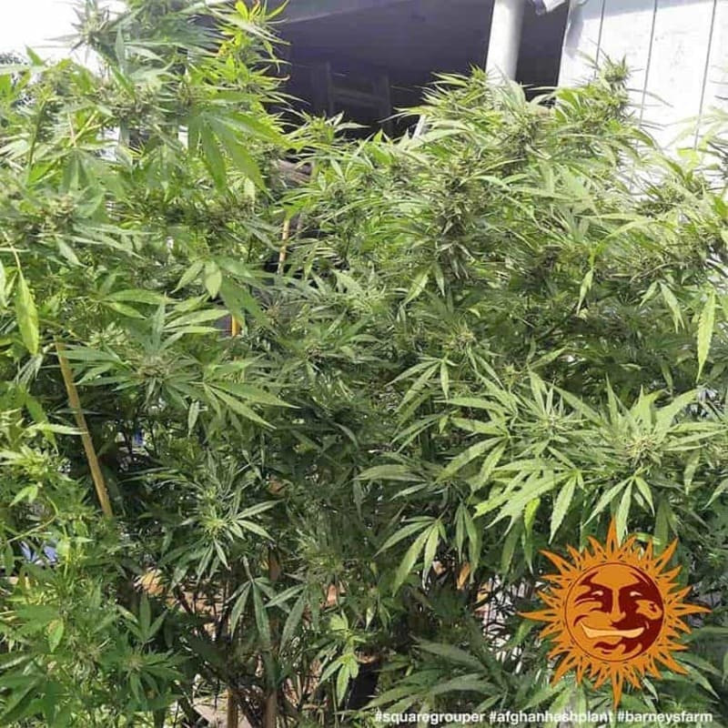 Afghan Hash Plant Régulière Barneys Farm Roots Seedsfr 5126