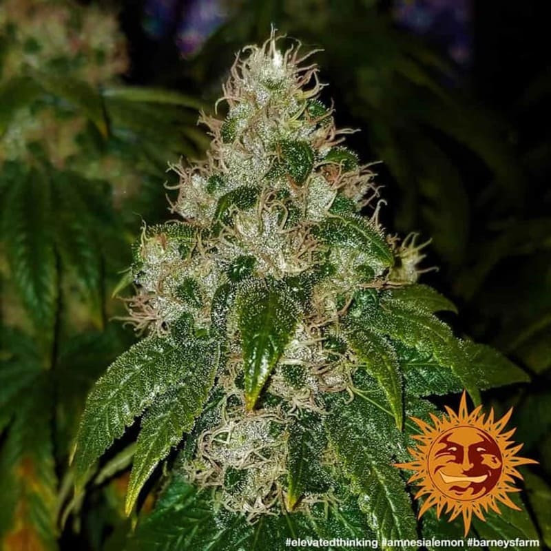 Amnesia Lemon - Féminisée - Barney's Farm | ROOTS-SEEDS.FR