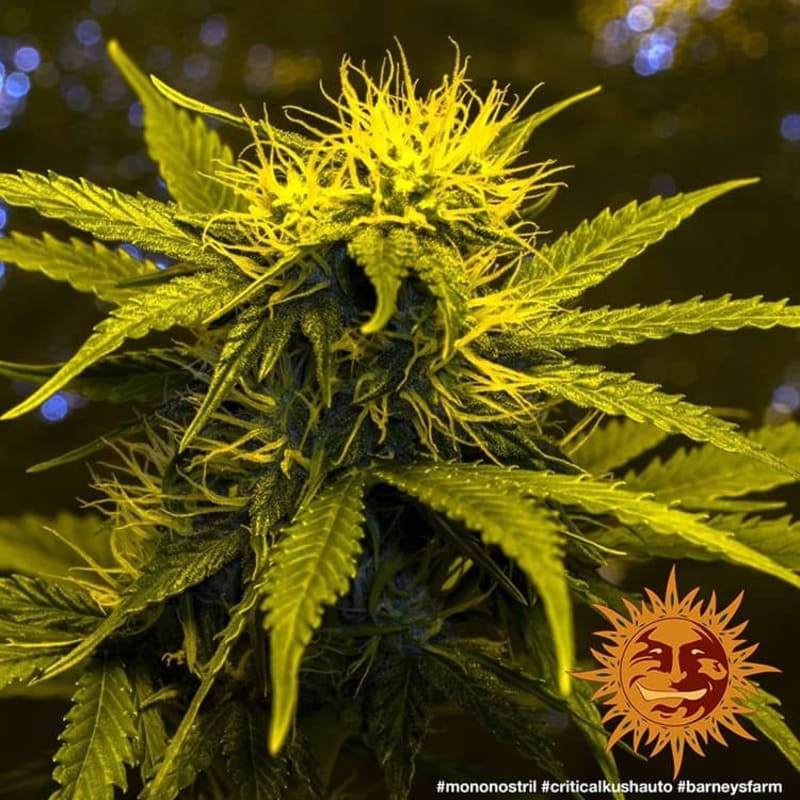 Critical Kush - Autofloraison - Barney's Farm | ROOTS-SEEDS.FR