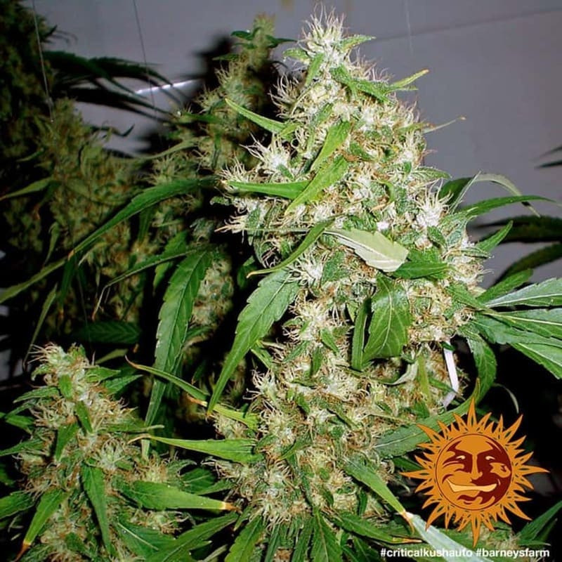 Critical Kush - Autofloraison - Barney's Farm | ROOTS-SEEDS.FR