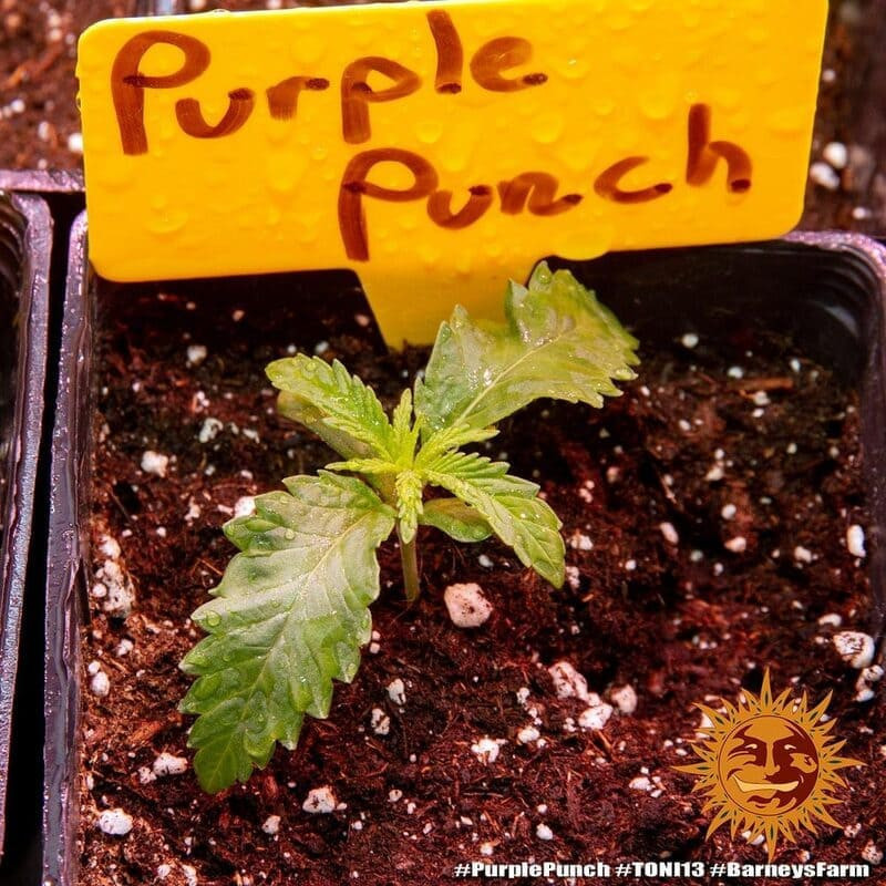 Purple Punch - Barney's Farm - Graines de cannabis de Collection
