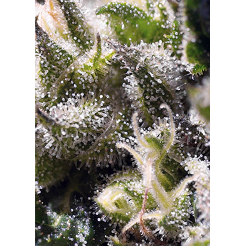 Cream Caramel - Autofloraison - Sweet Seeds | ROOTS-SEEDS.FR