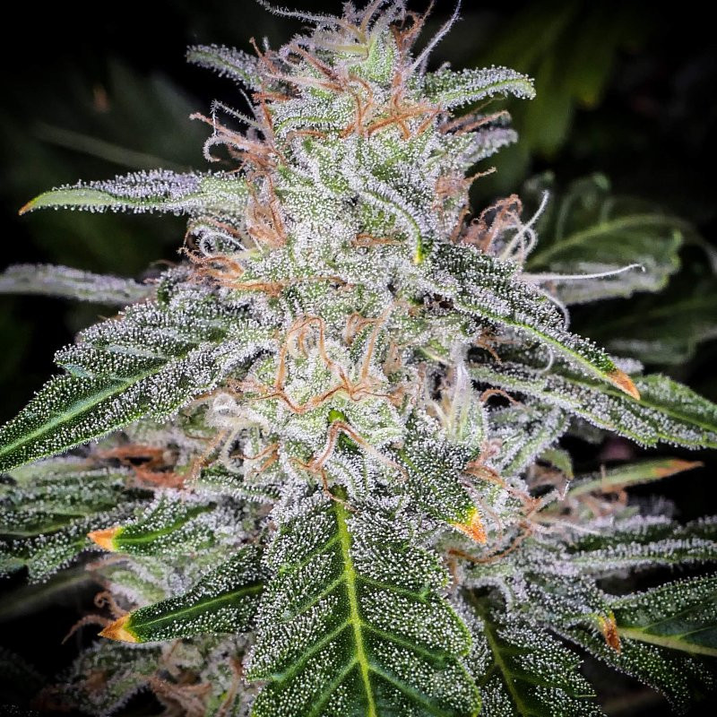 Blue Dream'Matic Auto - FastBuds - Graines de Collection Roots.fr