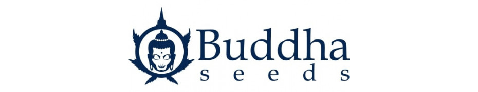 Buddha Seeds - Graines de Cannabis de Collection - ROOTS.FR